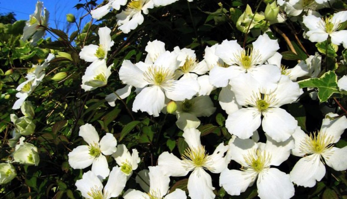 Trepadoras – Vivero Las Lilas